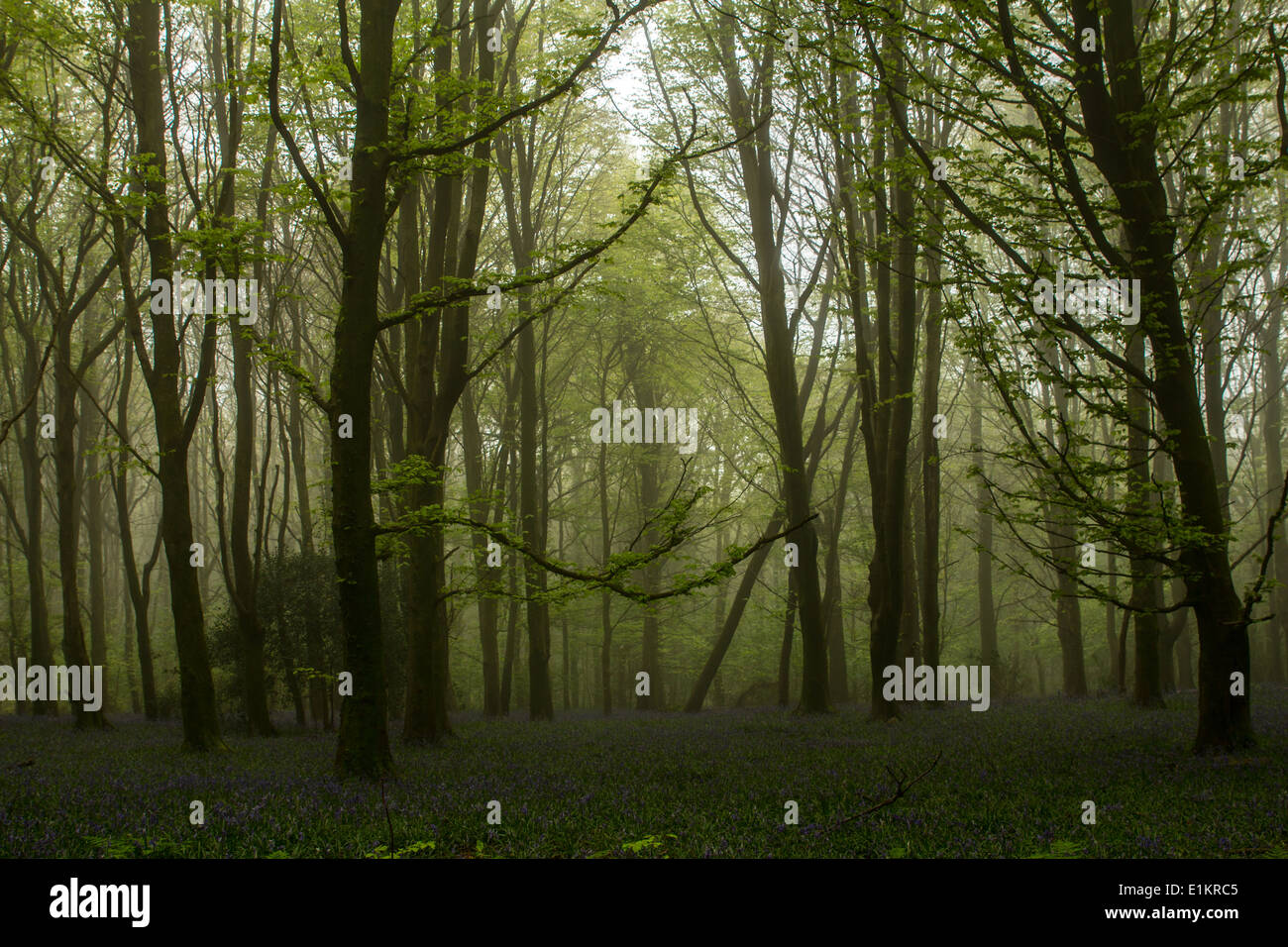 Bluebells in the Wenallt Woods in North Cardiff, Wales on a misty ...