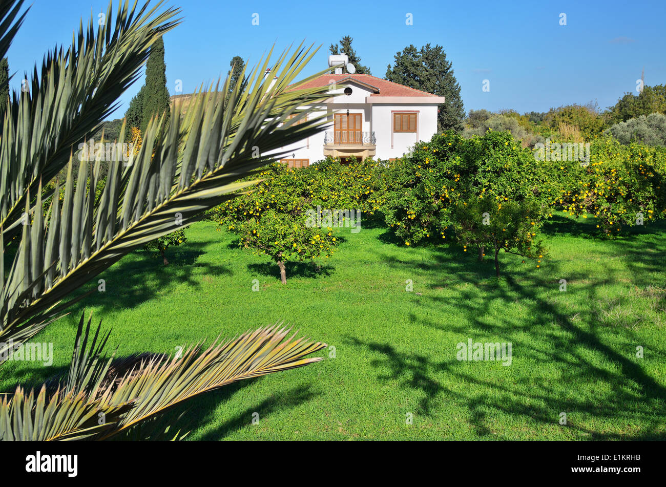 Country house and lemon orchard in Lefka, Northern Cyprus Stock Photo ...