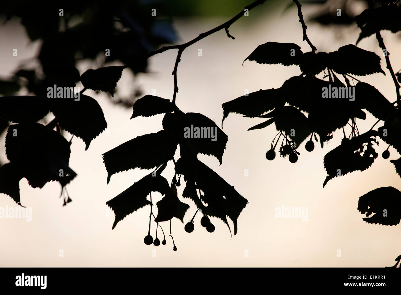 White lime tree hi-res stock photography and images - Alamy