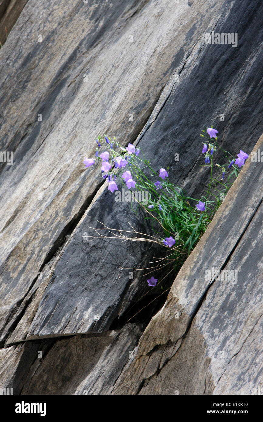 Mountain flowers in rock Stock Photo - Alamy