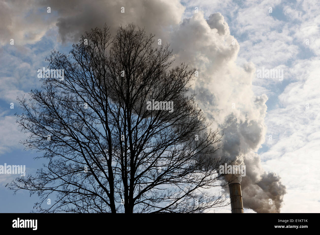 Chimney tree hi-res stock photography and images - Alamy