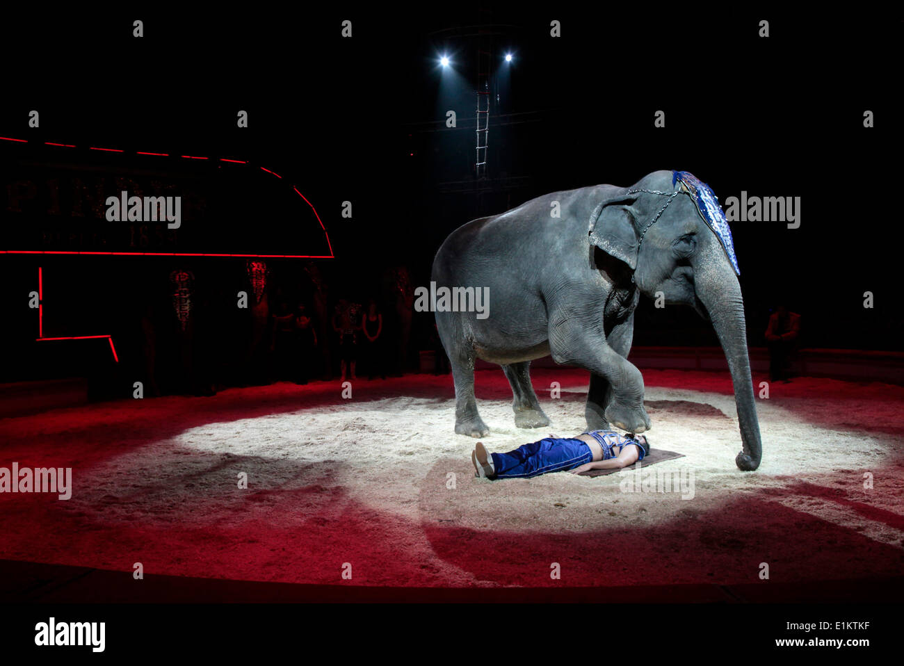 Elephant circus show Stock Photo - Alamy