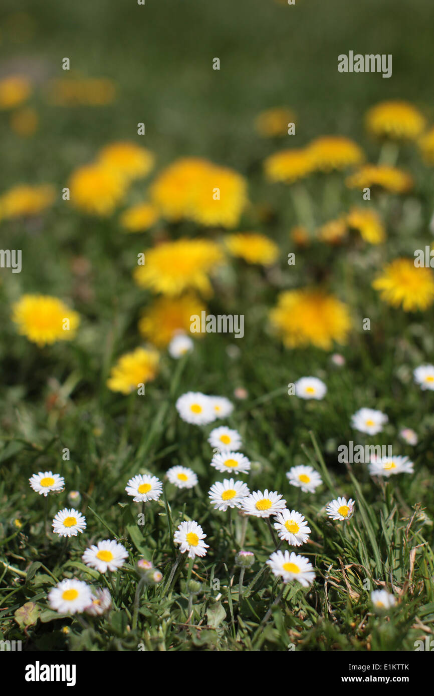 French daisies hi-res stock photography and images - Alamy