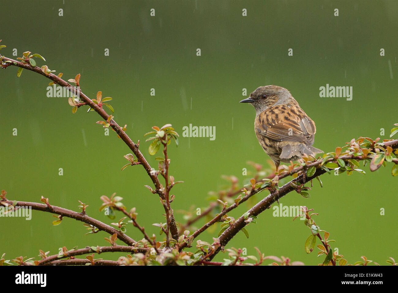 Dunnock (Prunella modularis) - UK Stock Photo - Alamy