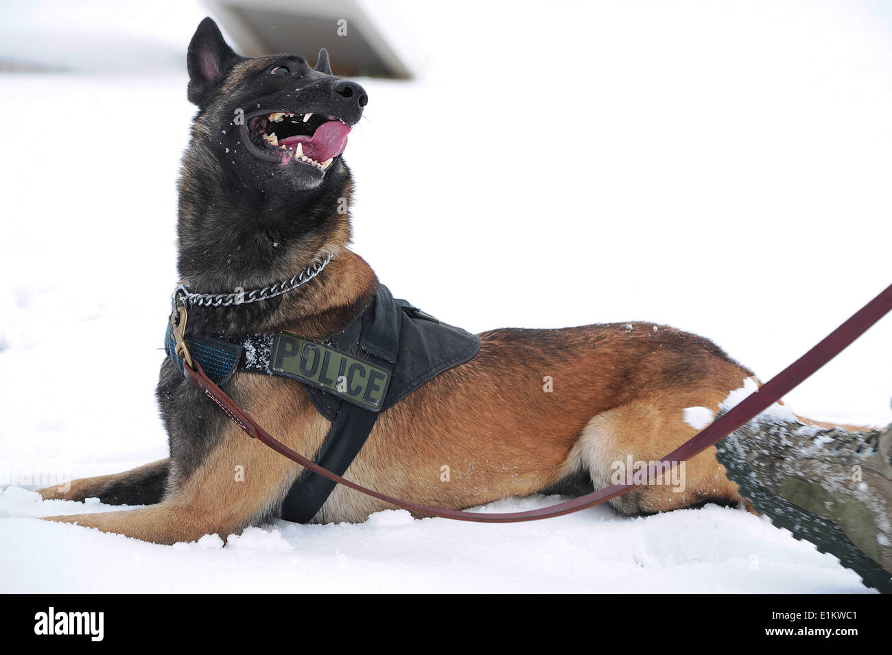 Zeus, a U.S. Air Force military working dog assigned to the 97th ...