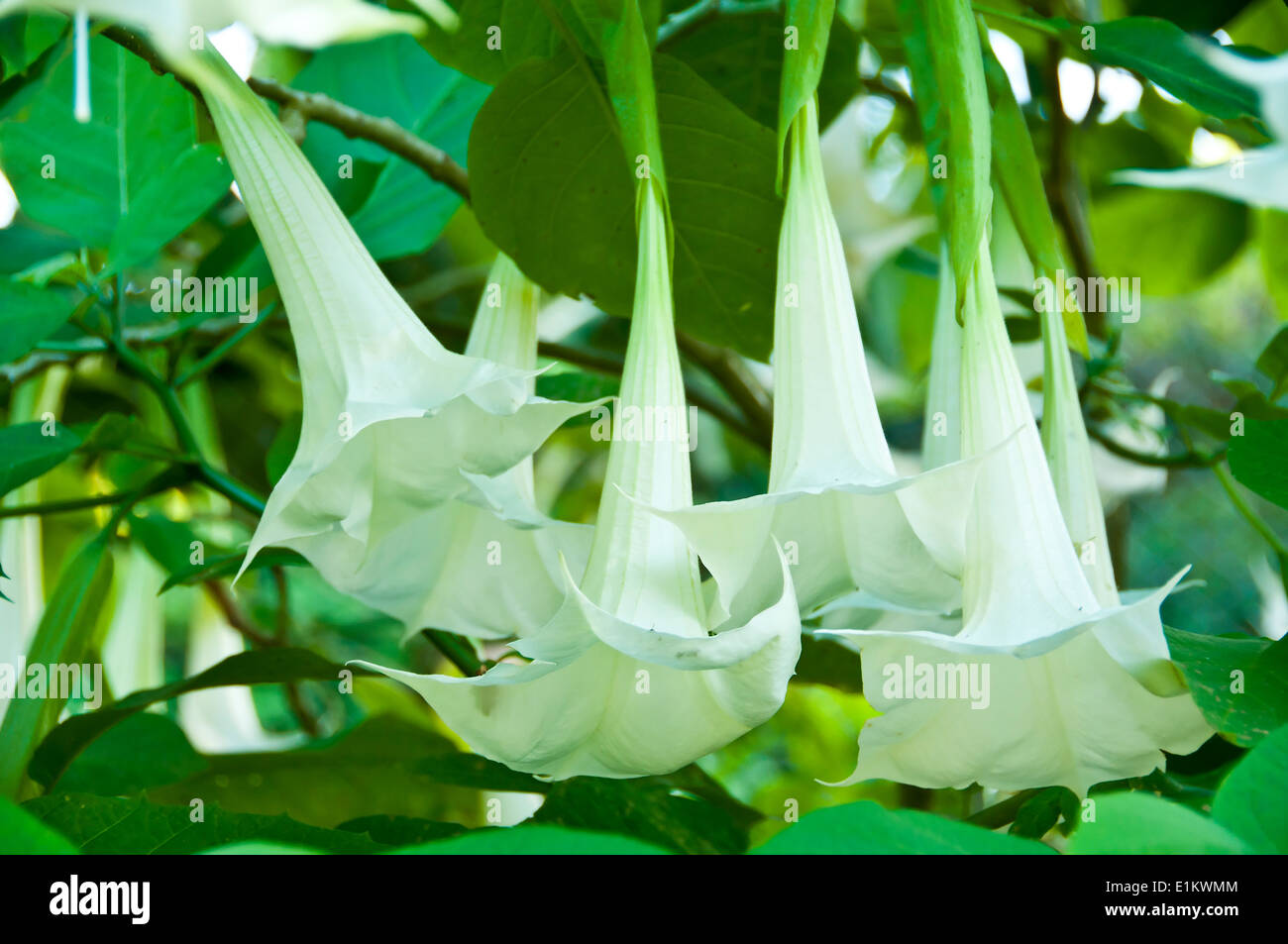 White angel trumpet hi-res stock photography and images - Alamy