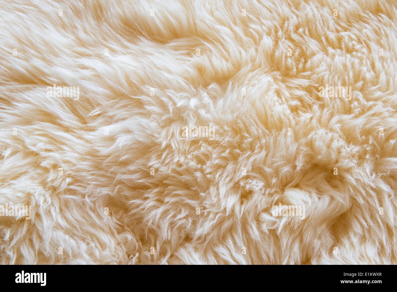 Luxurious wool texture from a white sheepskin rug Stock Photo - Alamy