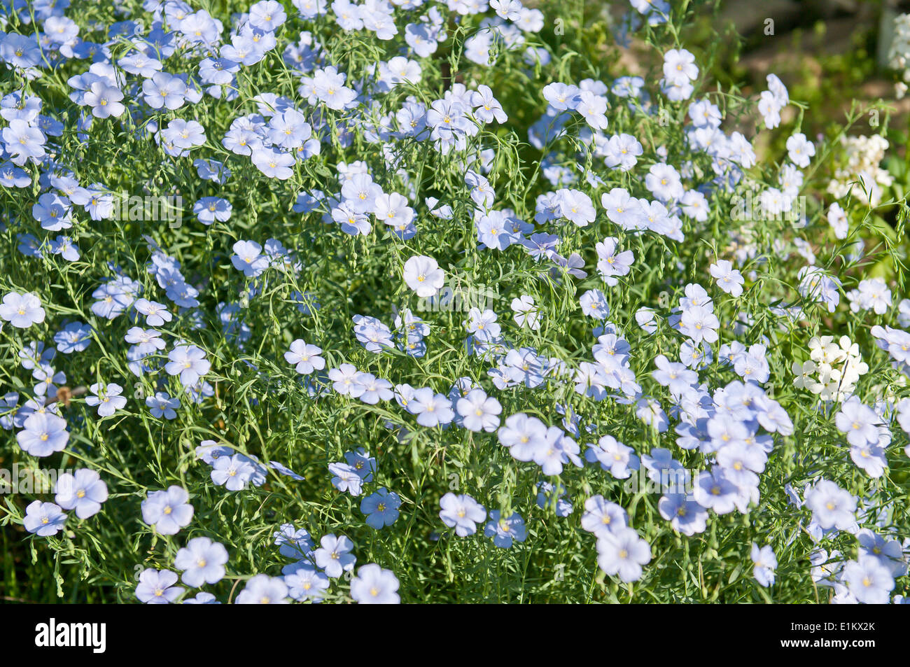 Linum flowers close up background Stock Photo - Alamy