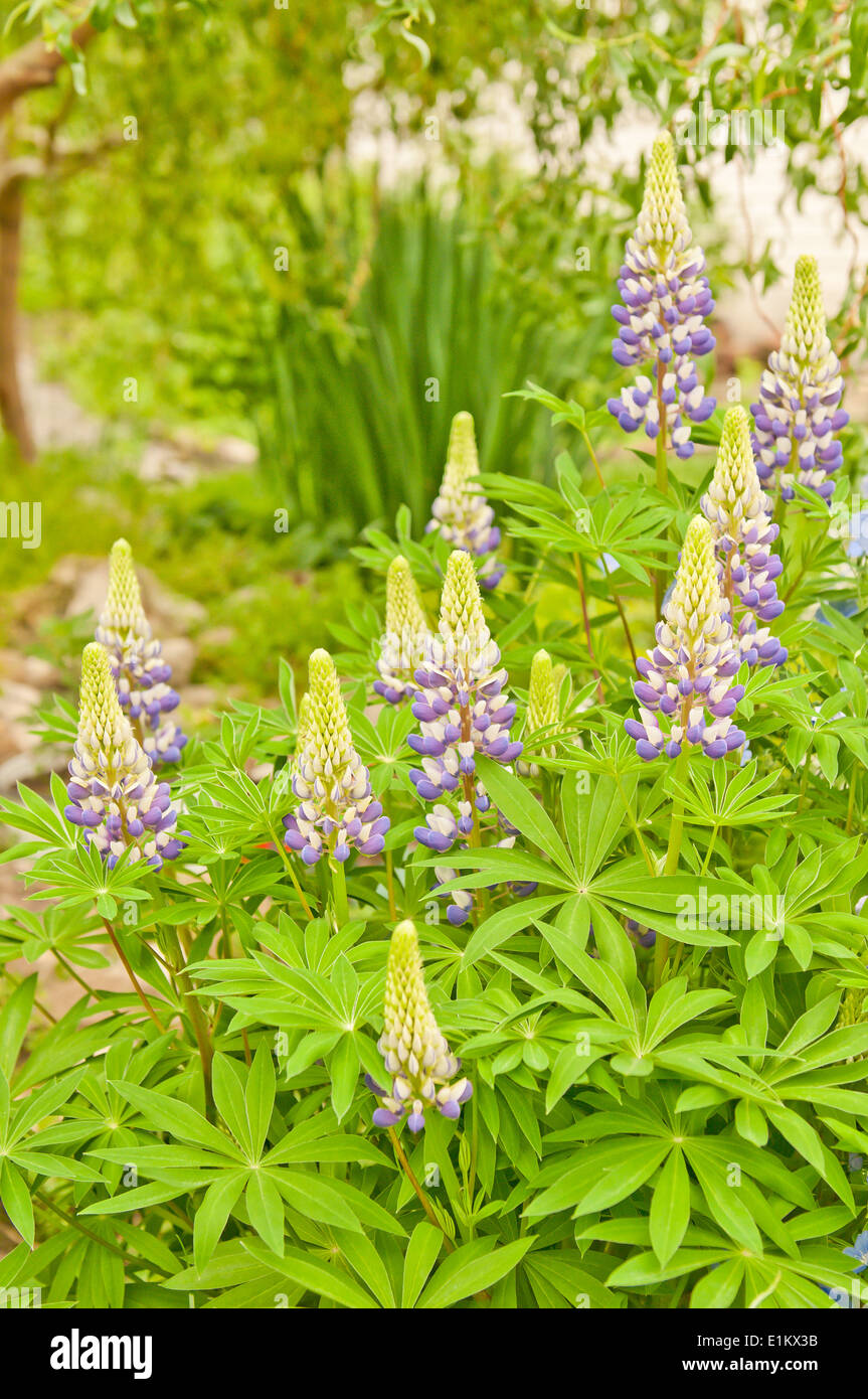 lupine leaves and flowers Stock Photo - Alamy