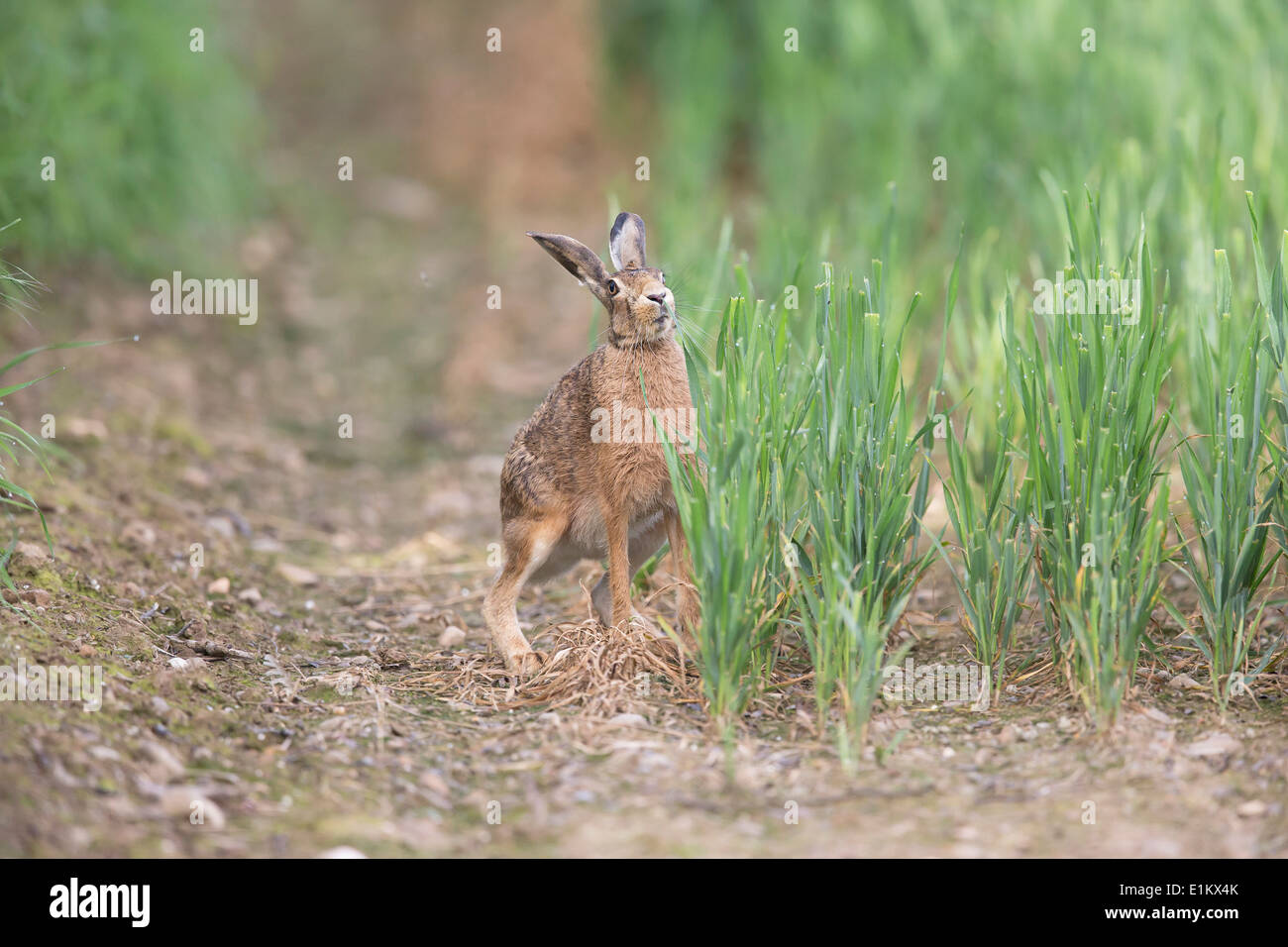 Brown Hare in a crop field Stock Photo - Alamy