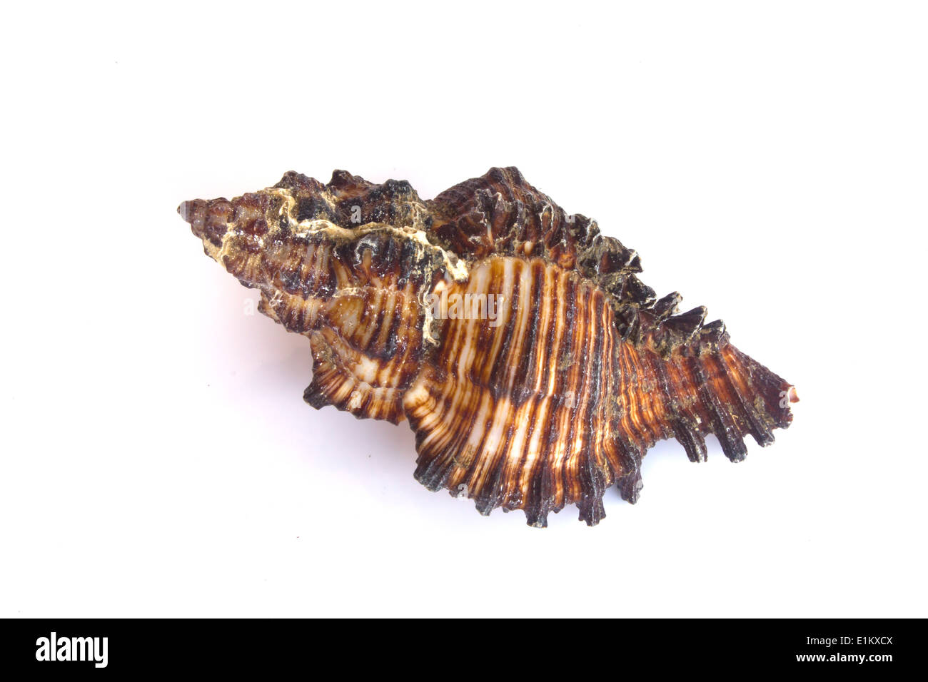 Stock Photo - Isolated macro image of a sea shell Stock Photo - Alamy