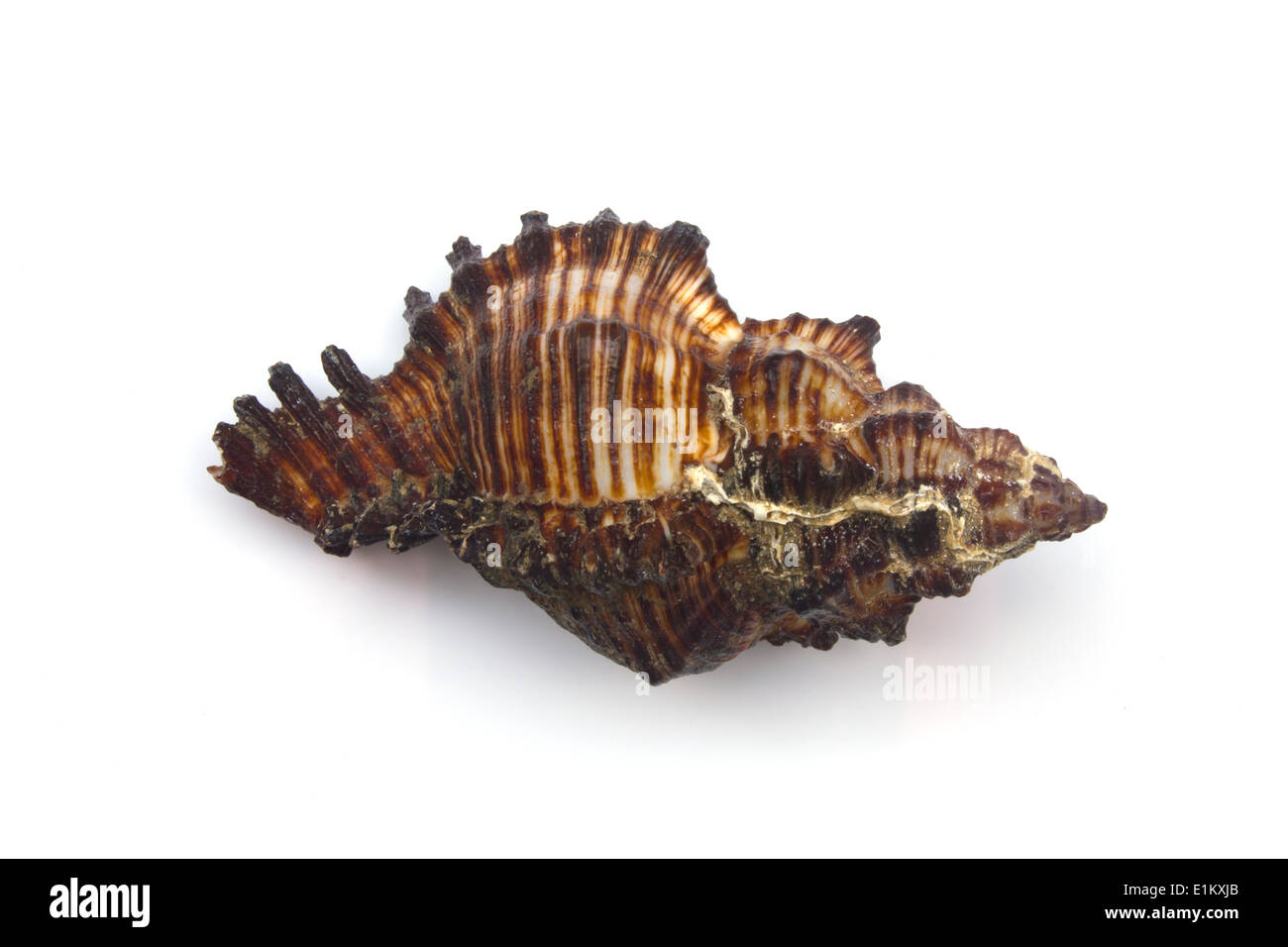 Stock Photo - Isolated macro image of a sea shell Stock Photo - Alamy