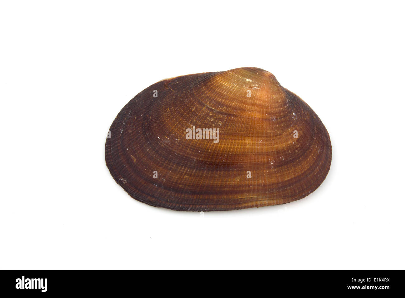 Mollusc macro image Cut Out Stock Images & Pictures - Alamy