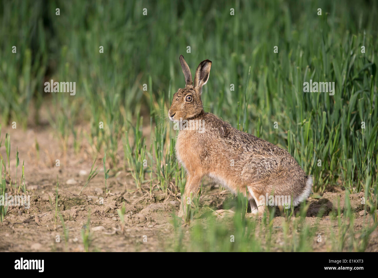 Brown Hare in a crop field Stock Photo - Alamy