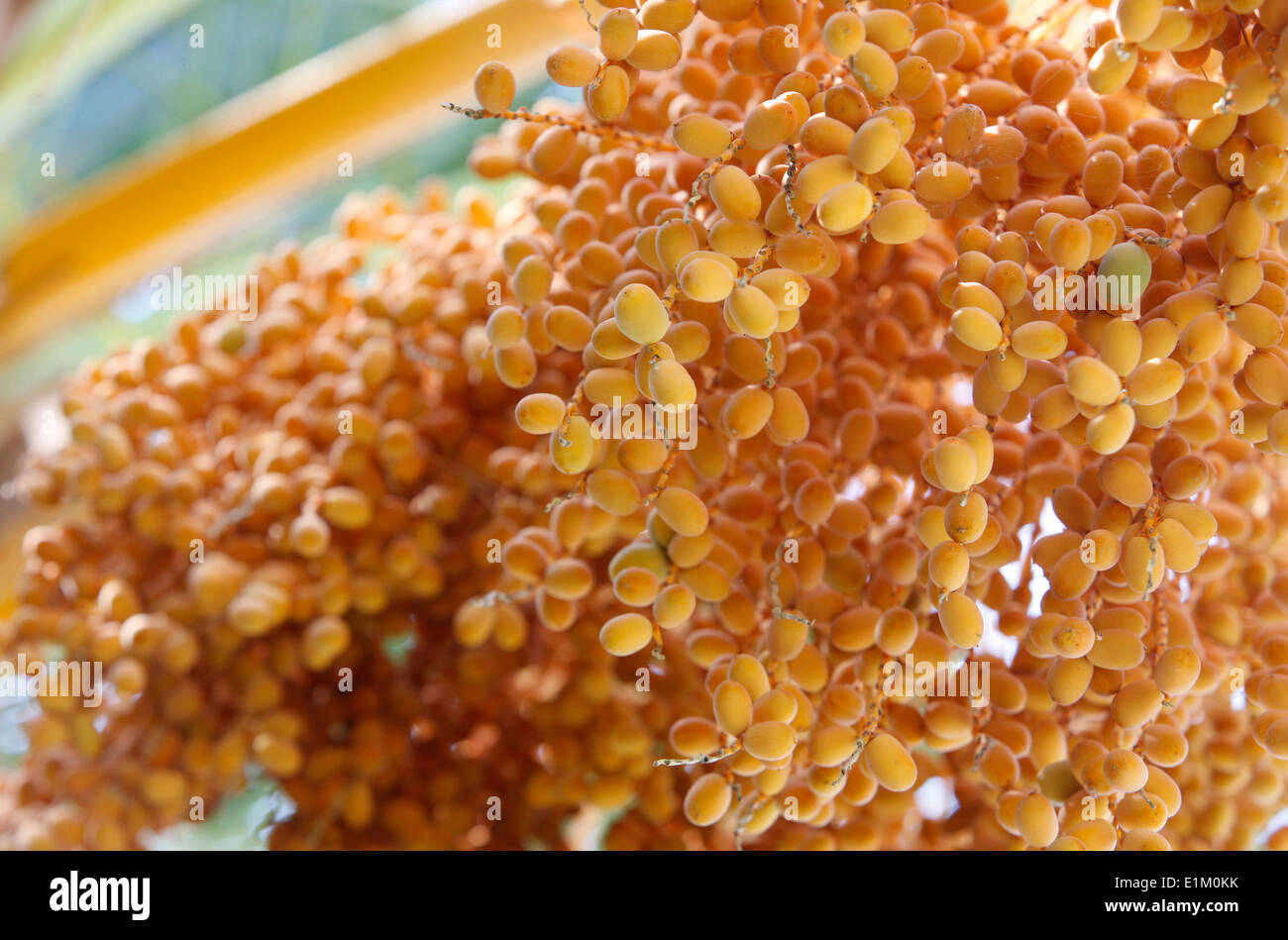 Dates farming hi-res stock photography and images - Alamy