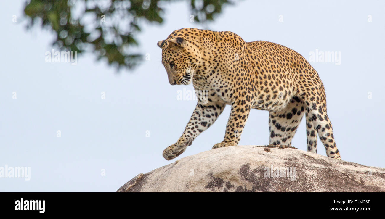 A male leopard on top of Leopard Rock, standing up, in Yala National ...