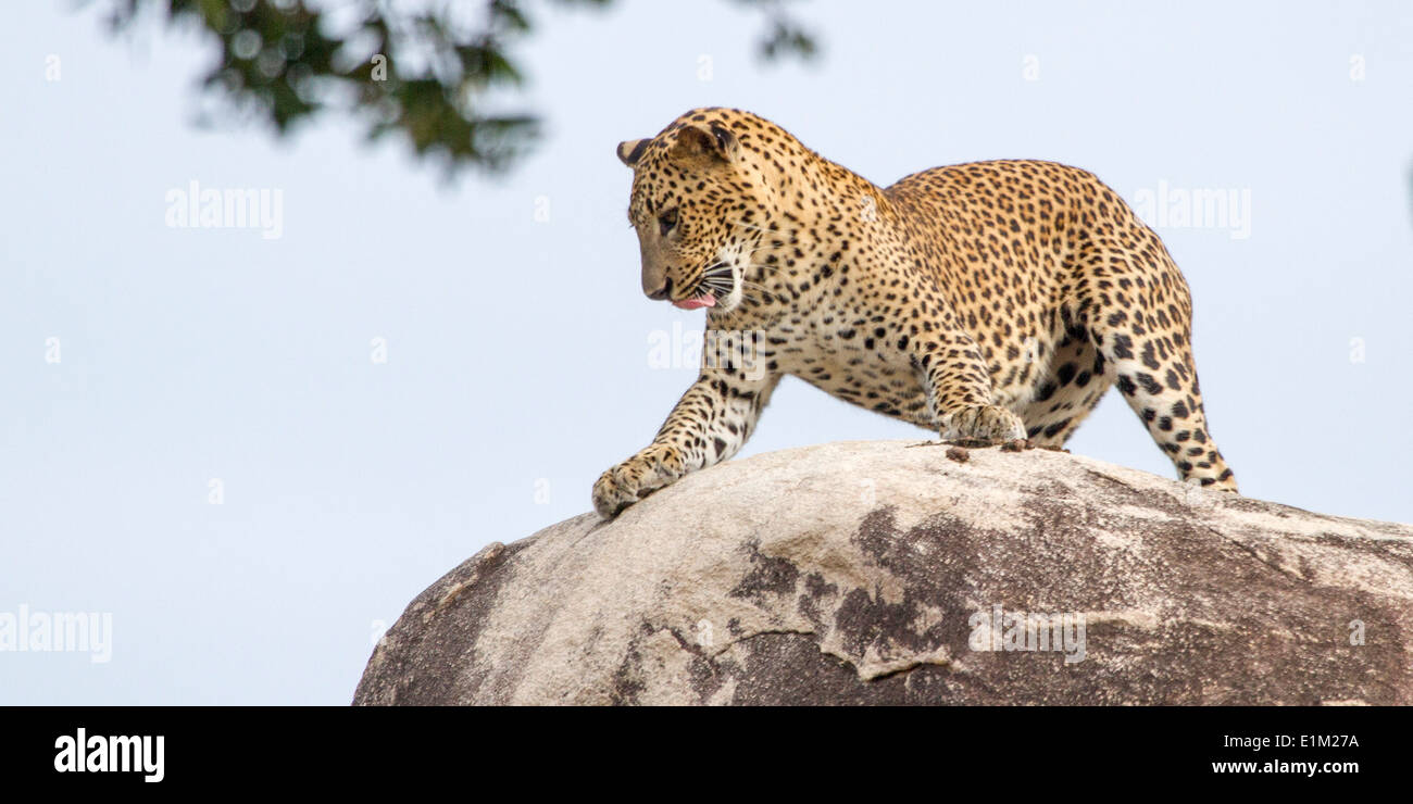 Rock starting hi-res stock photography and images - Alamy