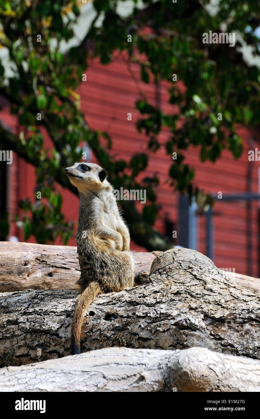 Meerkat in zoo animal hi-res stock photography and images - Alamy