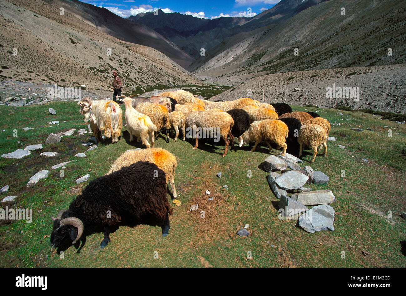 Shepherd and pashmina sheep and goats in the Markha valley Stock Photo ...