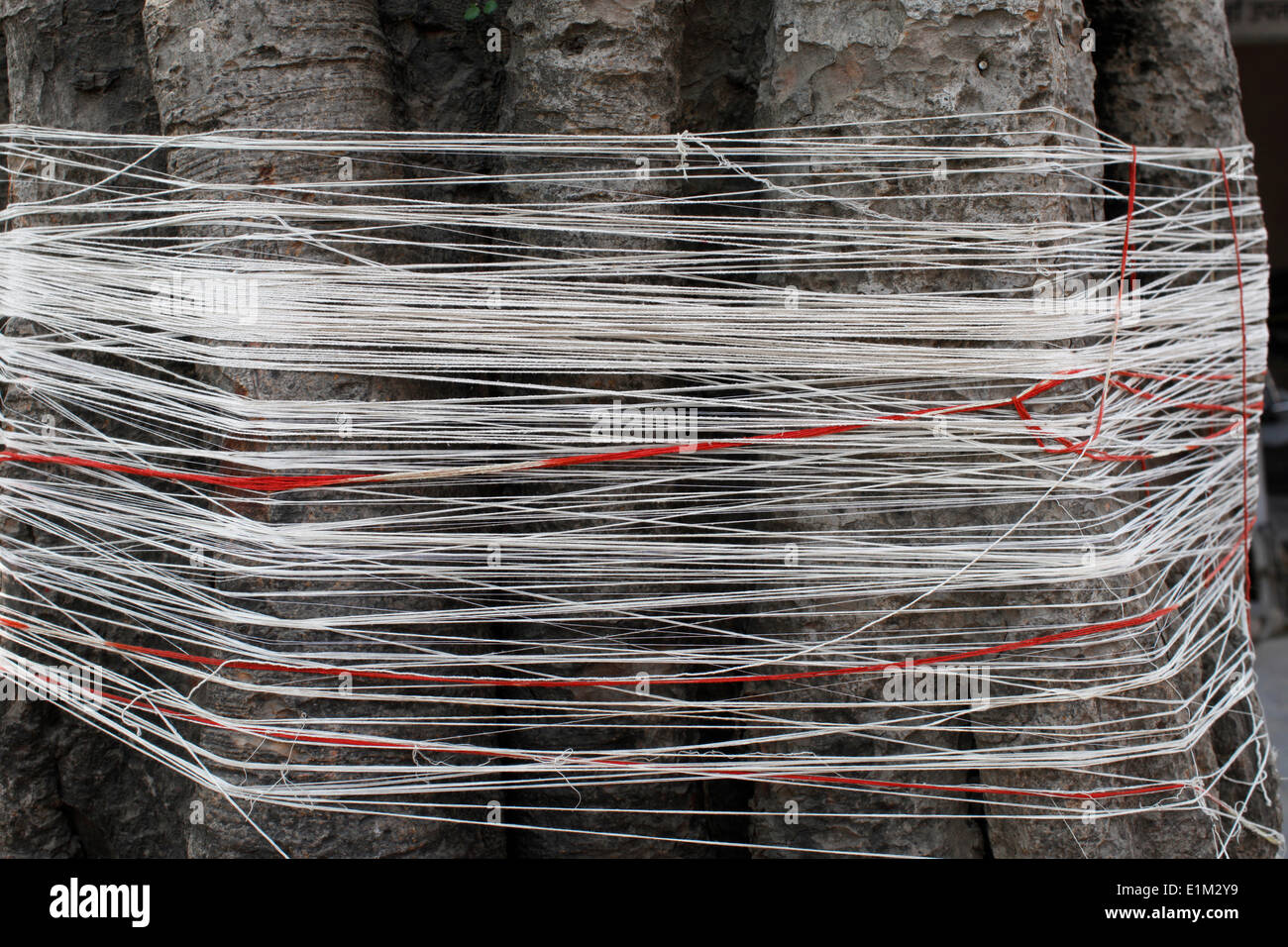 Thread around a sacred tree Stock Photo - Alamy