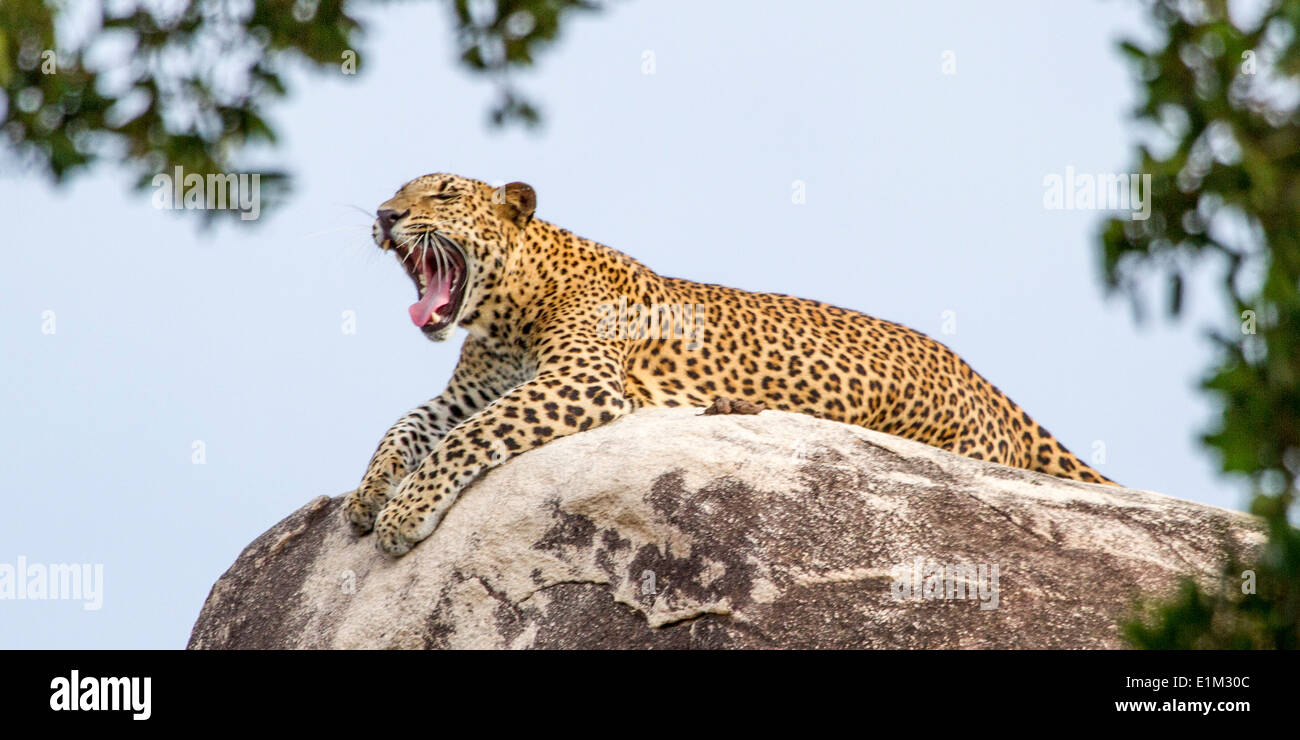 A male leopard laying stretched out on top of Leopard Rock, head up and ...