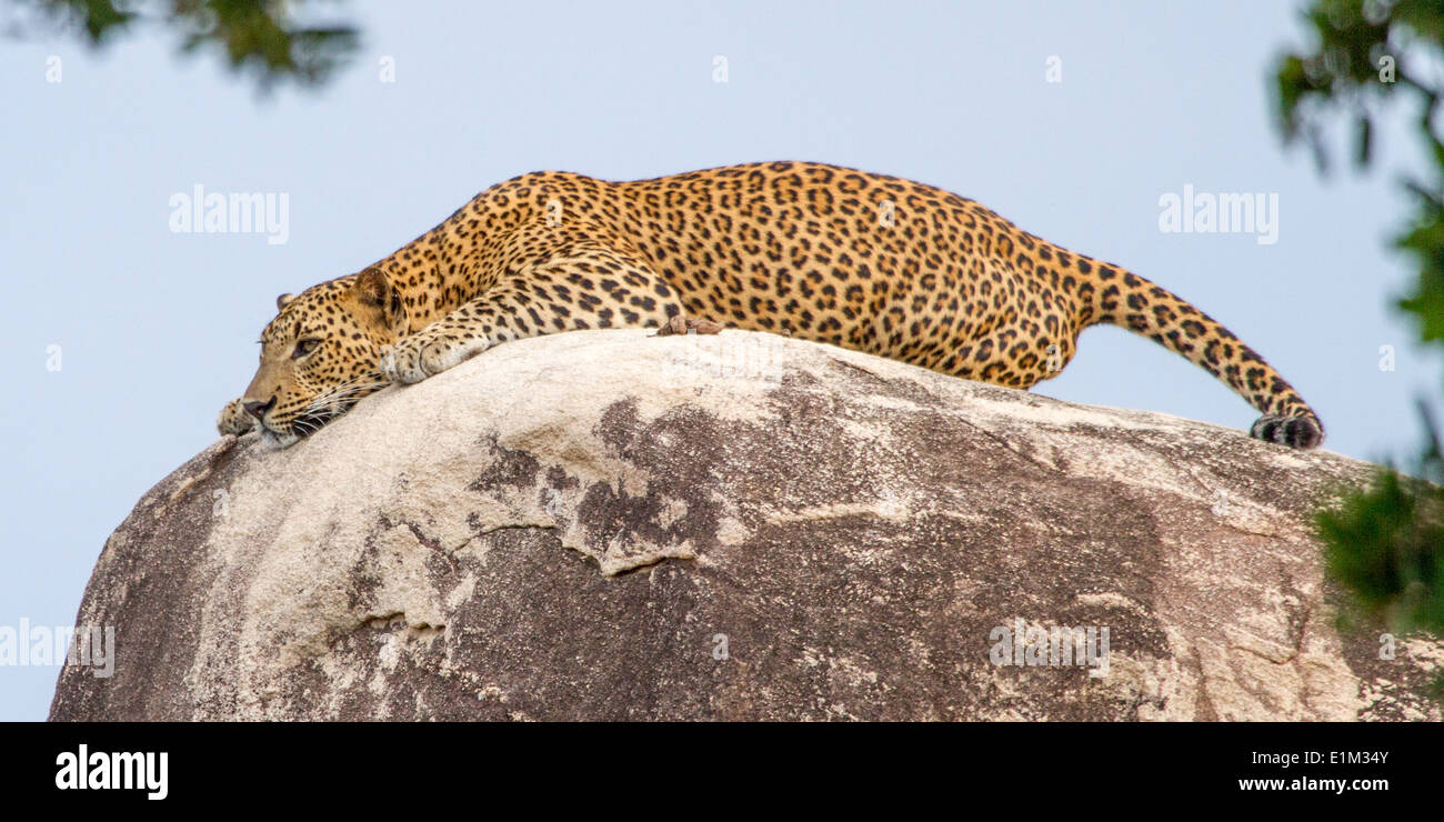 A male leopard laying stretched out on top of Leopard Rock, staring ...
