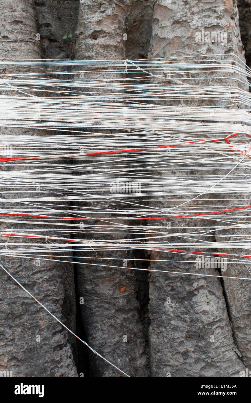 Thread around a sacred tree Stock Photo - Alamy