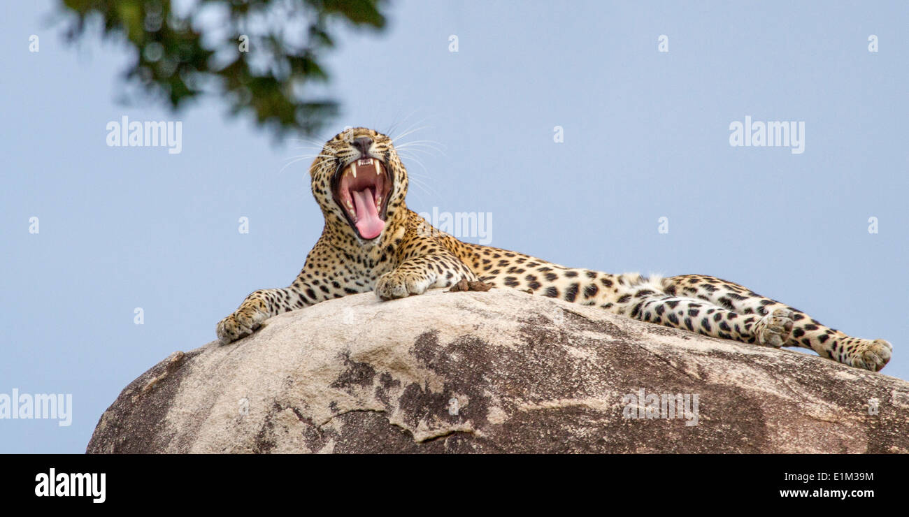 A male leopard laying stretched out on top of Leopard Rock, head up and ...