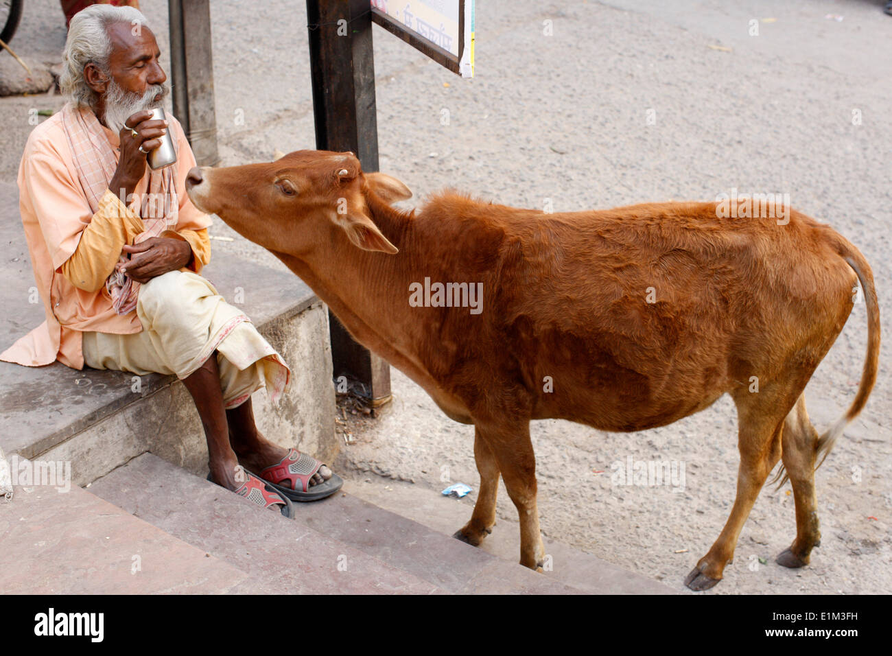 Holy cow hi-res stock photography and images - Alamy