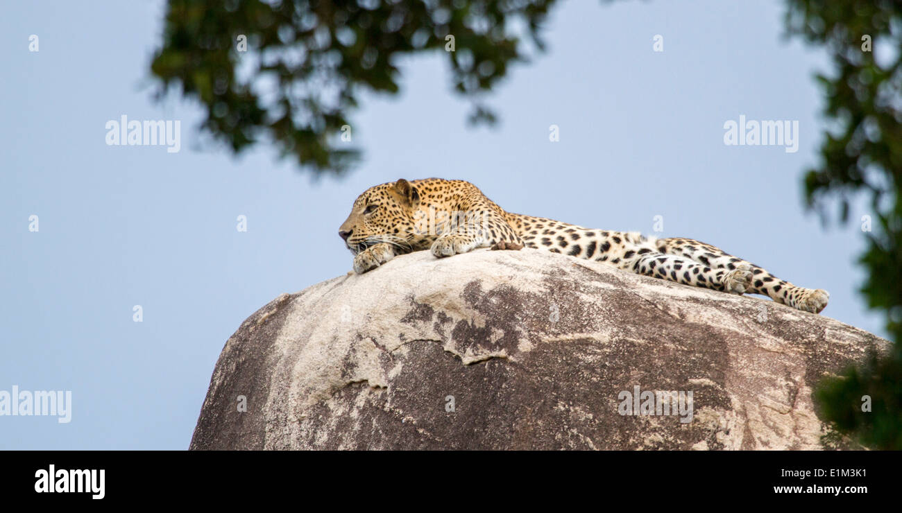 A male leopard laying stretched out on top of Leopard Rock in Yala ...