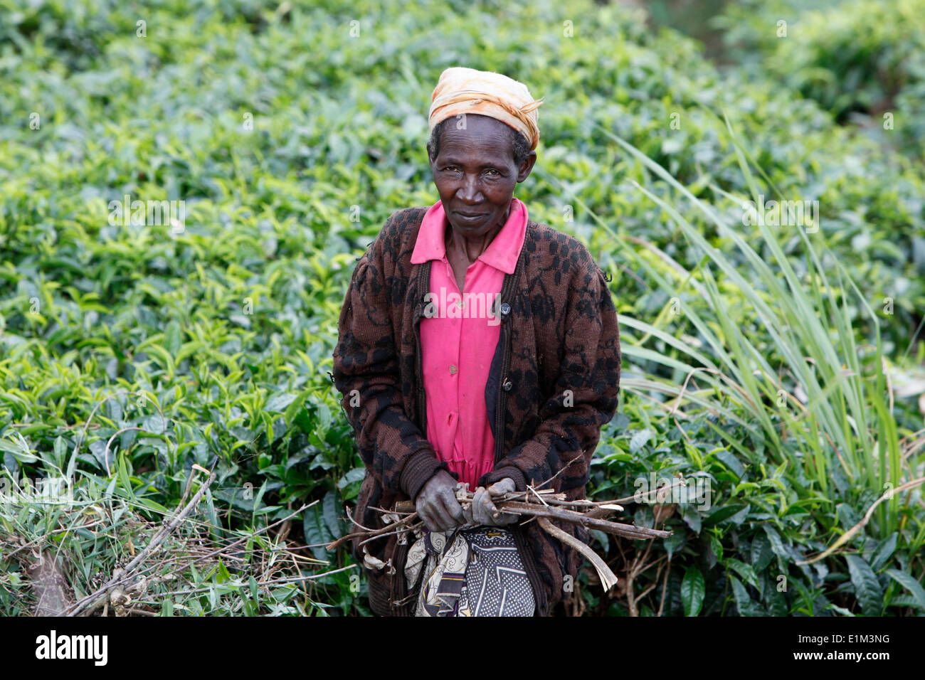 Woman fetching firewood Stock Photo - Alamy