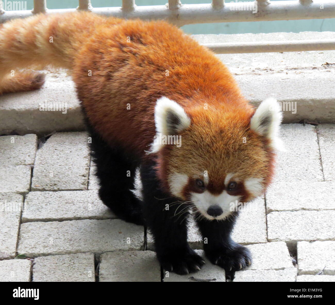 Taipei. 6th June, 2014. Panda "Ya Ya" is seen after its arrival at ...