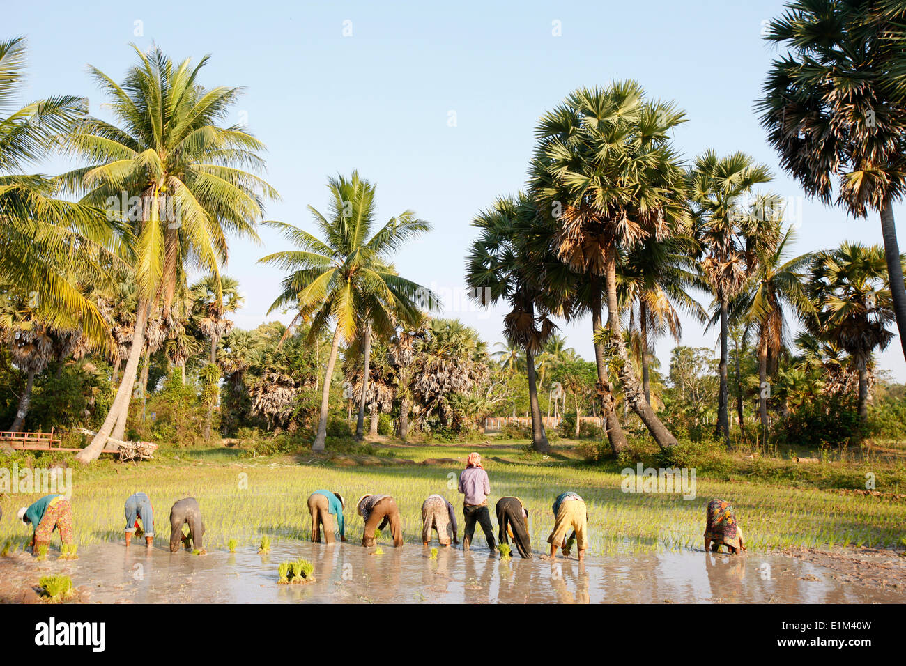 Asian rice farmers hi-res stock photography and images - Alamy