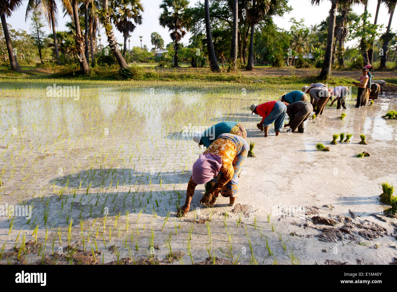 Cambodia irrigation hi-res stock photography and images - Alamy