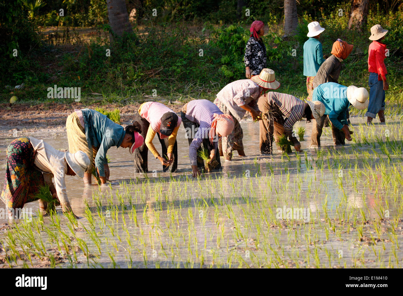 Farmers Planting Rice in Cambodia Stock Photo - Alamy