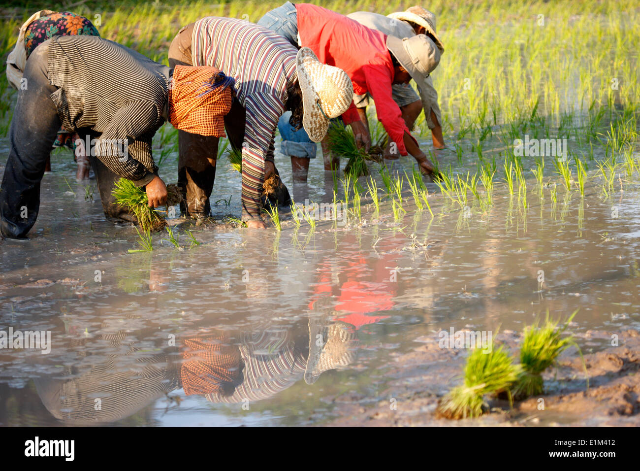Cambodia irrigation hi-res stock photography and images - Alamy