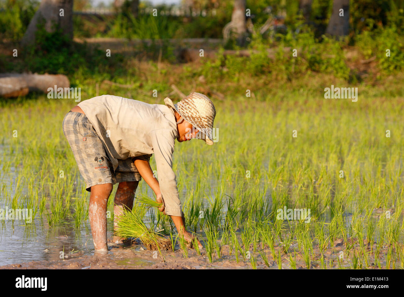 Young Boy Planting Rice in Cambodia Stock Photo - Alamy