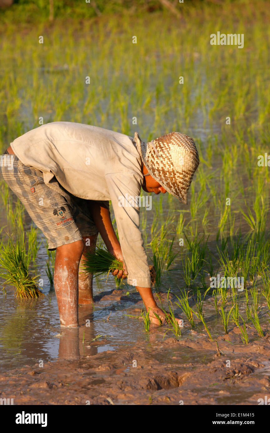 Cambodian boy child labour hi-res stock photography and images - Alamy