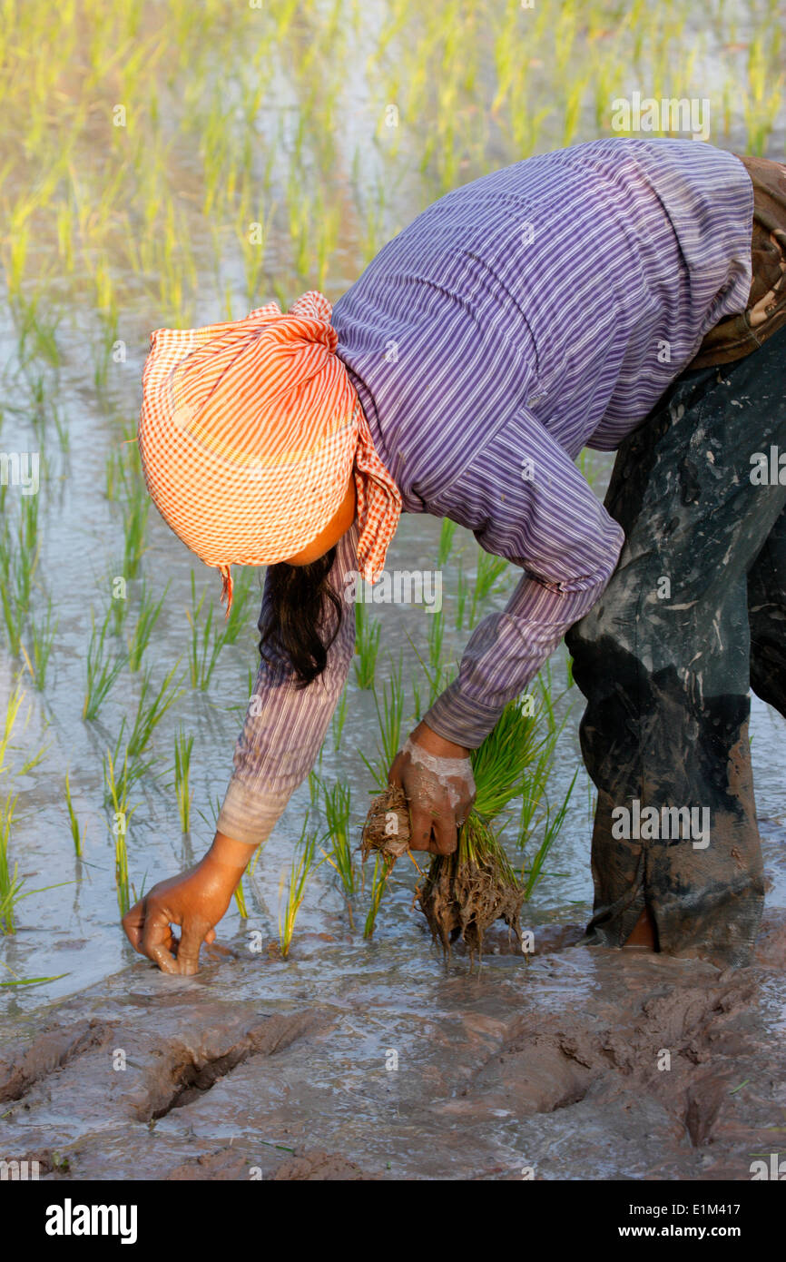 Woman Planting Rice in Cambodia Stock Photo - Alamy
