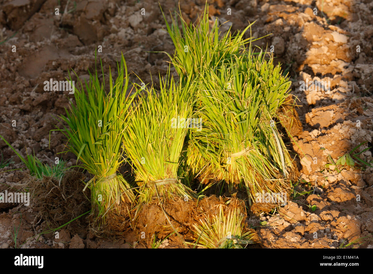 Harvested rice in a rice field Stock Photo - Alamy