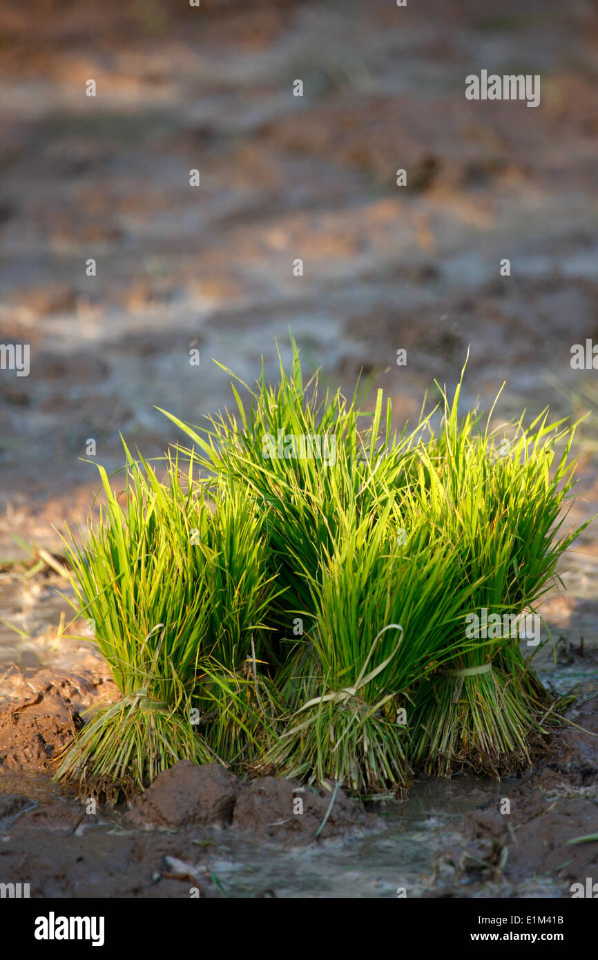 Harvested rice in a rice field Stock Photo - Alamy