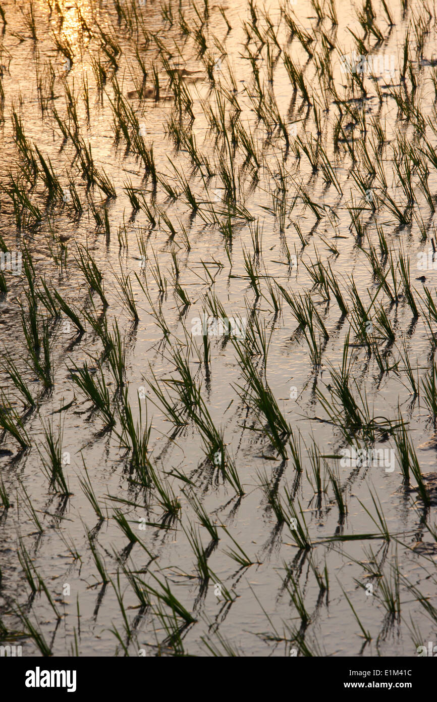Rice Growing in Paddies in Cambodia Stock Photo - Alamy