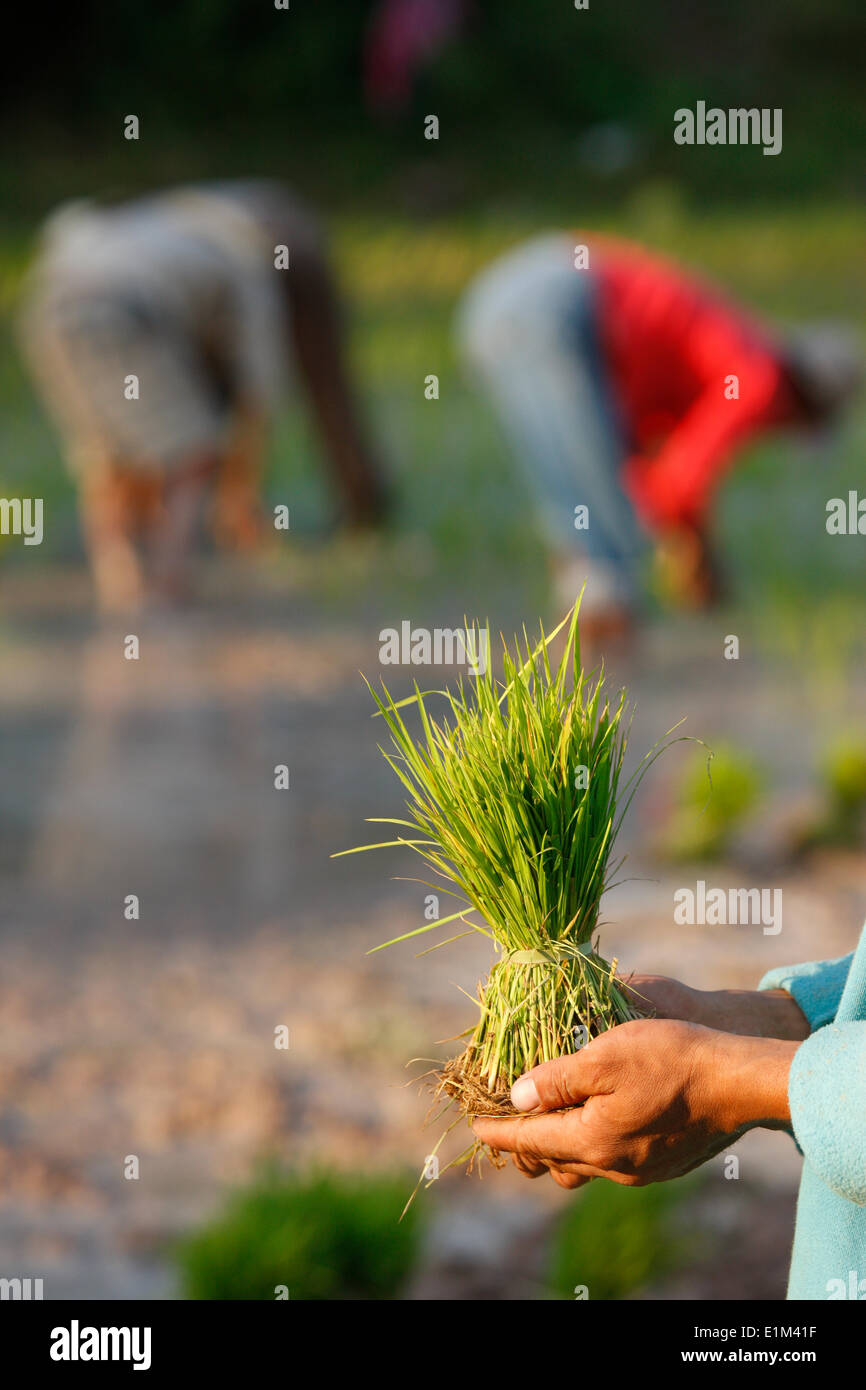A rice field worker showing rice stalks Stock Photo - Alamy