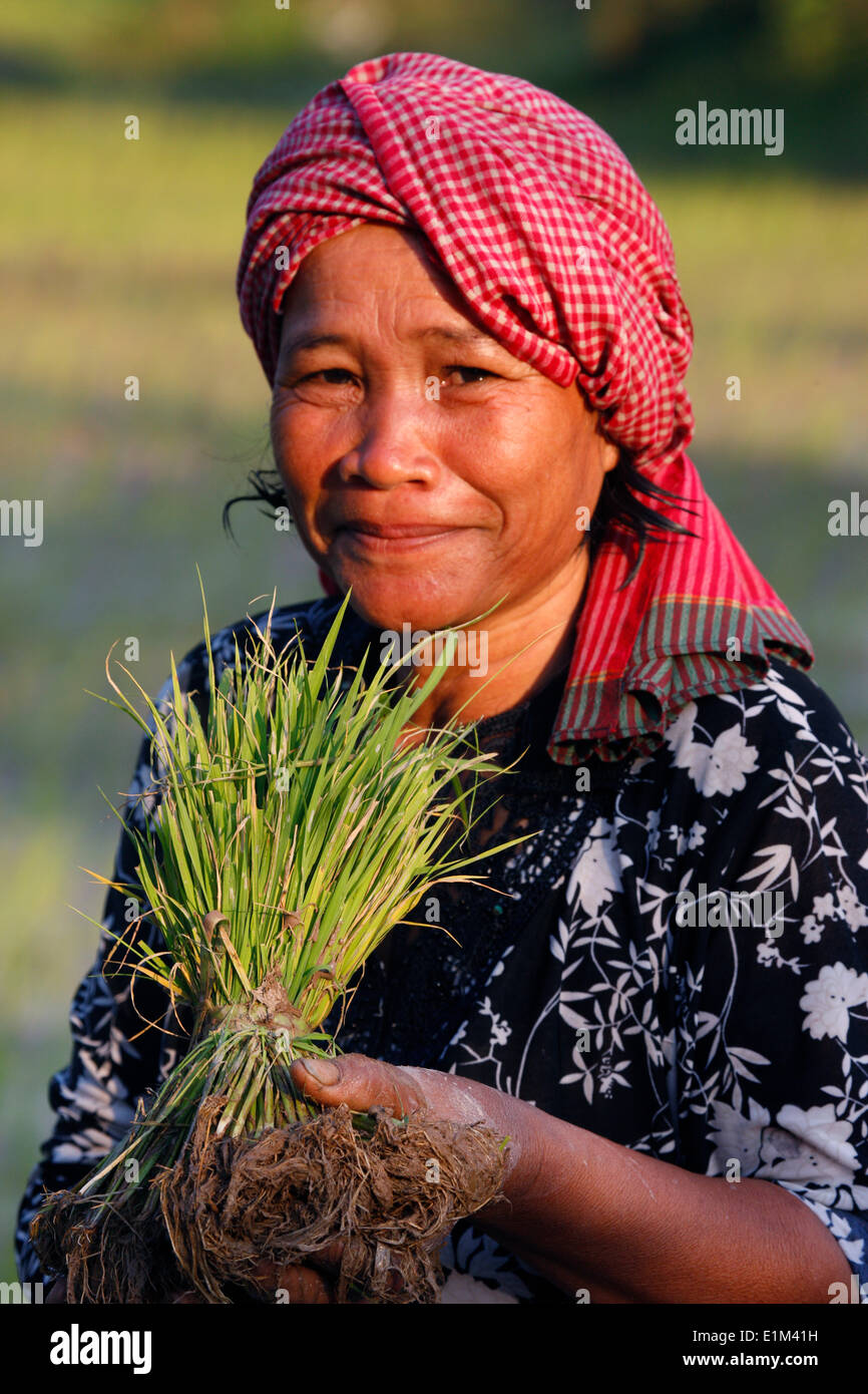 A rice field worker holding rice stalks Stock Photo - Alamy