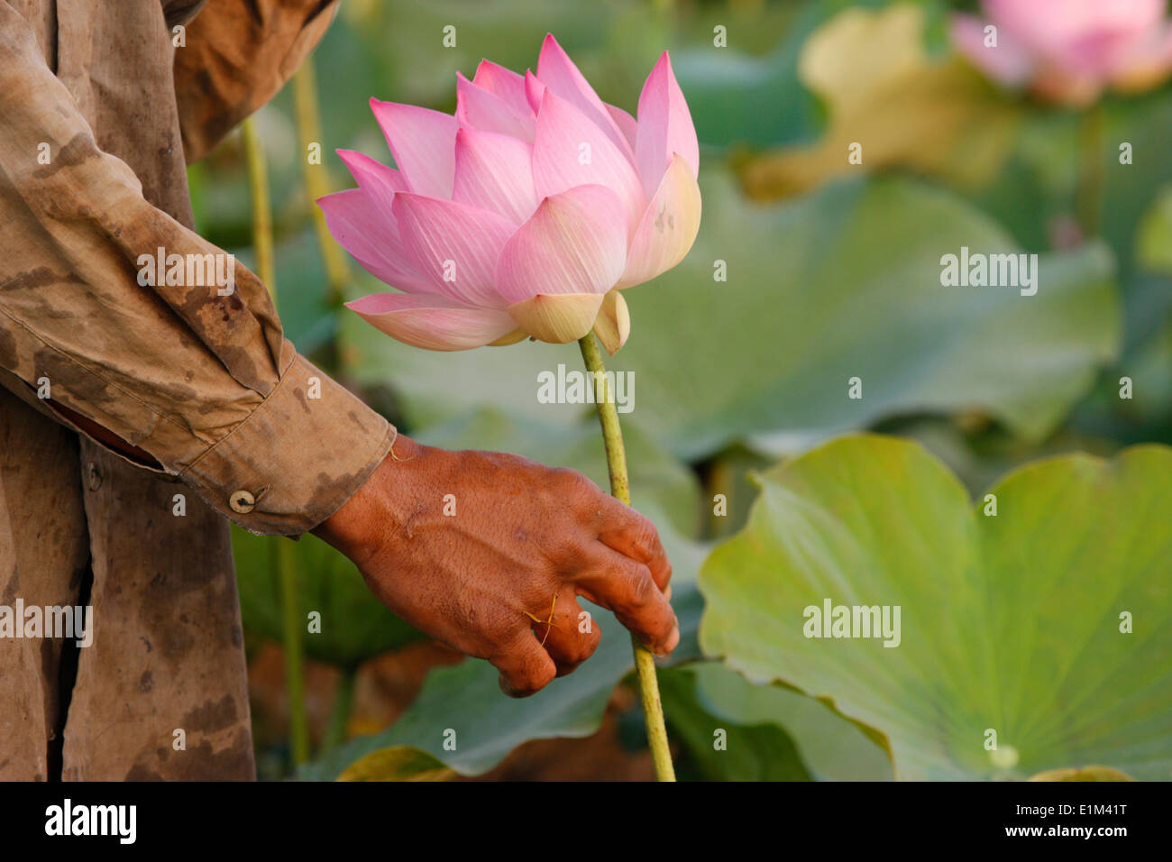 Lotus flower farming hi-res stock photography and images - Alamy