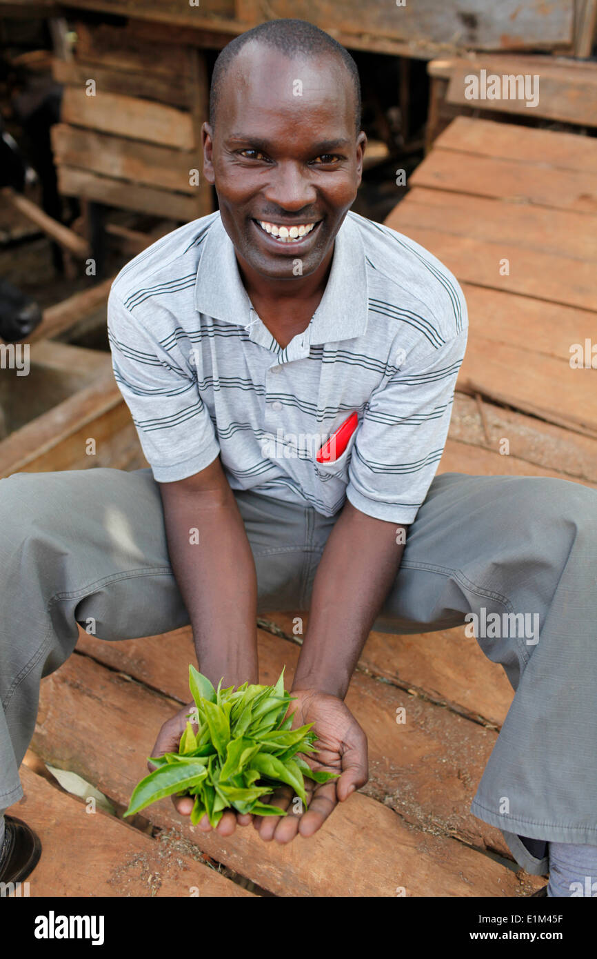 African tea leaves hi-res stock photography and images - Alamy
