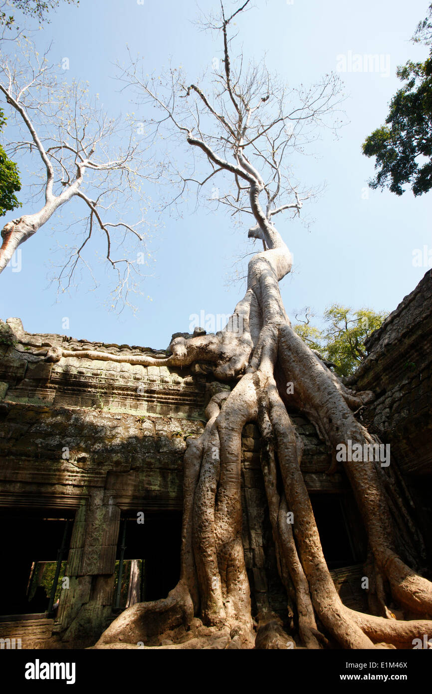 Strangler fig trees and creeping lichens devour ruins at Ta Prohm Stock ...