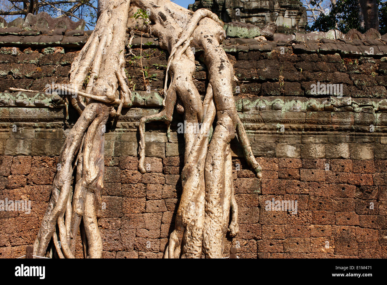 Strangler fig trees and creeping lichens devour ruins at Ta Prohm Stock ...
