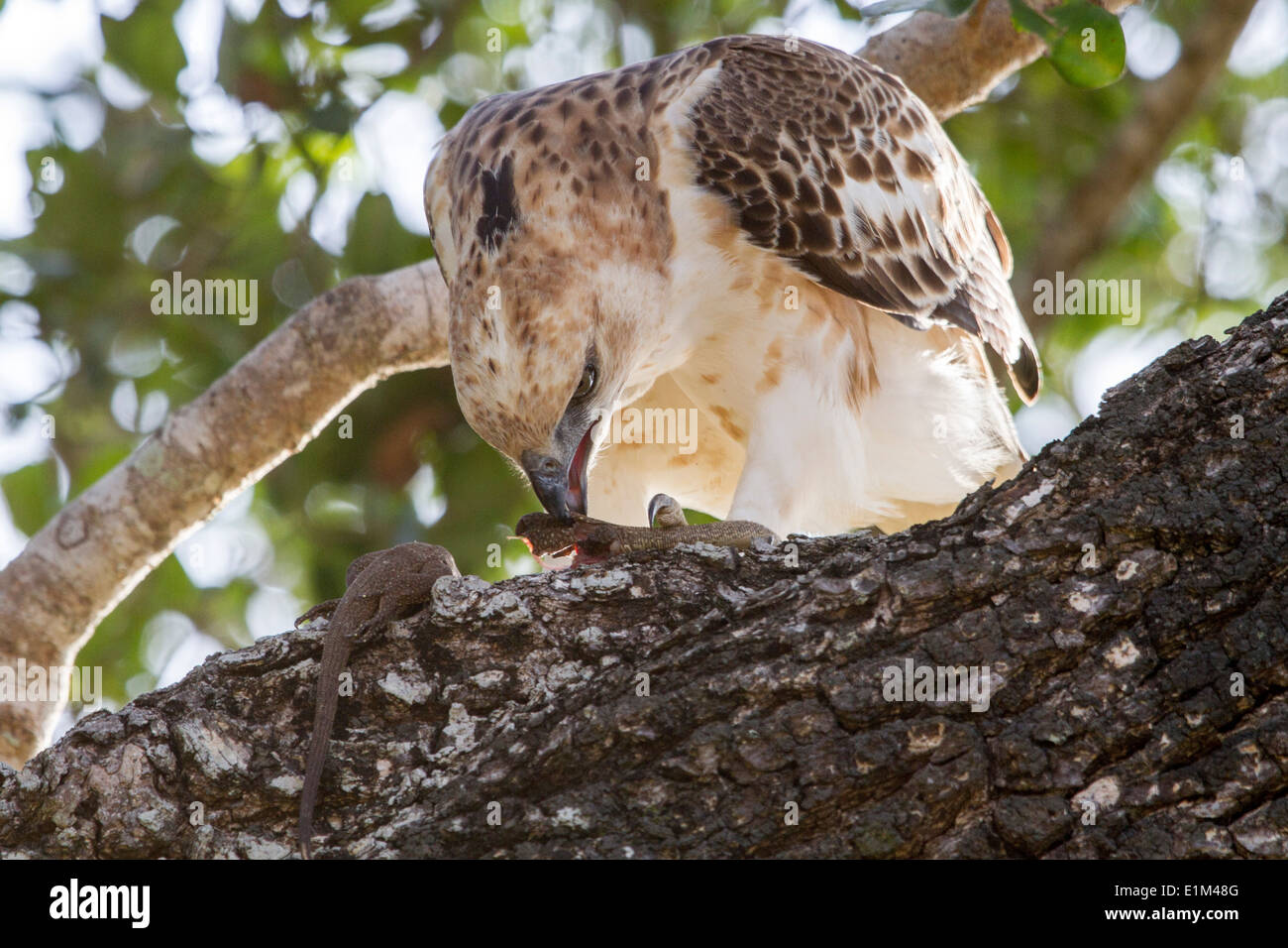 A Crested Hawk-Eagle with prey in a tree, starting to eat, Yala ...