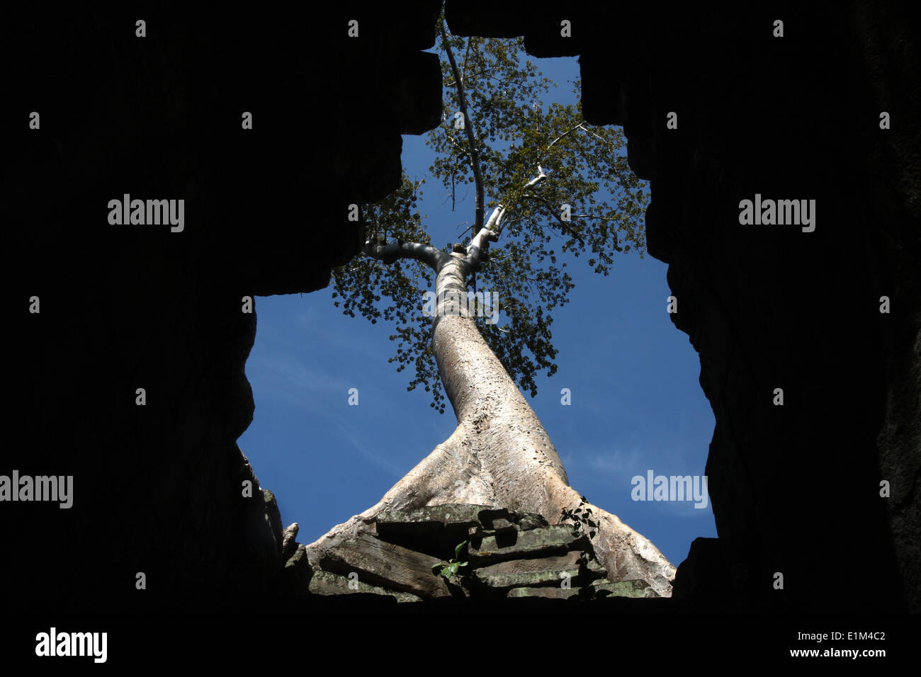 Strangler fig tree devour ruins at Preah Khan temple Stock Photo - Alamy